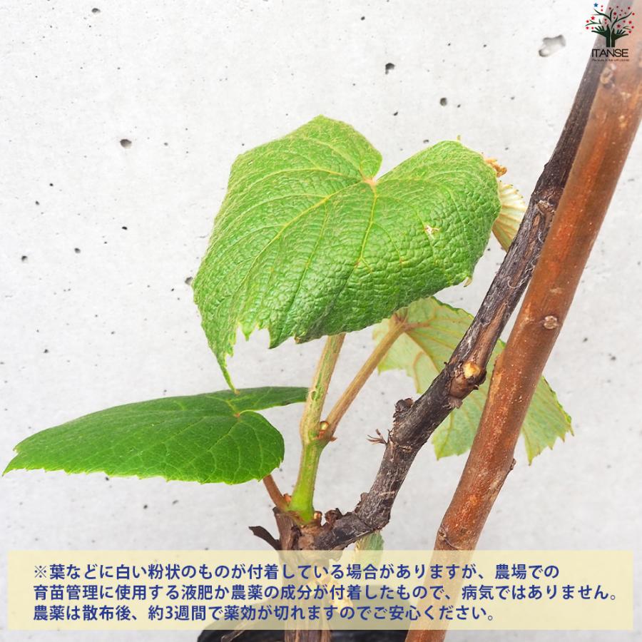 ITANSE ぶどうの苗 品種：ヤマブドウ(メス) 果樹の苗 12cmポット 1年生 接木苗/1個売り ぶどう苗 果樹 イタンセ公式 : 野菜苗・植物・青果物販売のITANSE - 通販 ...