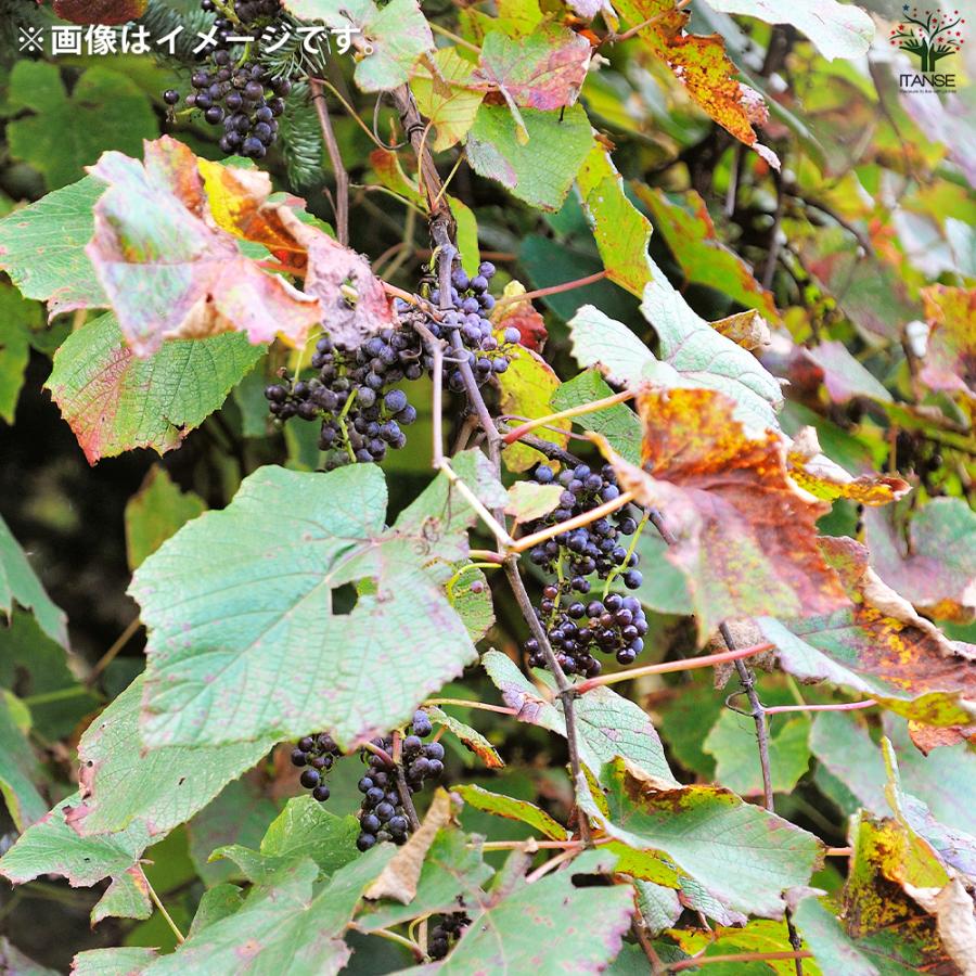 ITANSE ぶどうの苗 品種：ヤマブドウ(メス) 果樹の苗 12cmポット 1年生 接木苗/1個売り ぶどう苗 果樹 イタンセ公式 : 野菜苗・植物・青果物販売のITANSE - 通販 ...