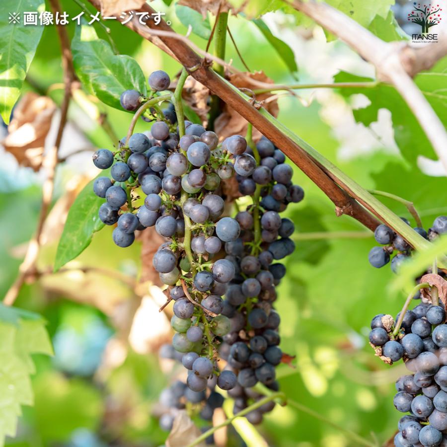 ITANSE ぶどうの苗 品種：ヤマブドウ(メス) 果樹の苗 12cmポット 1年生 接木苗/1個売り ぶどう苗 果樹 イタンセ公式 : 野菜苗・植物・青果物販売のITANSE - 通販 ...