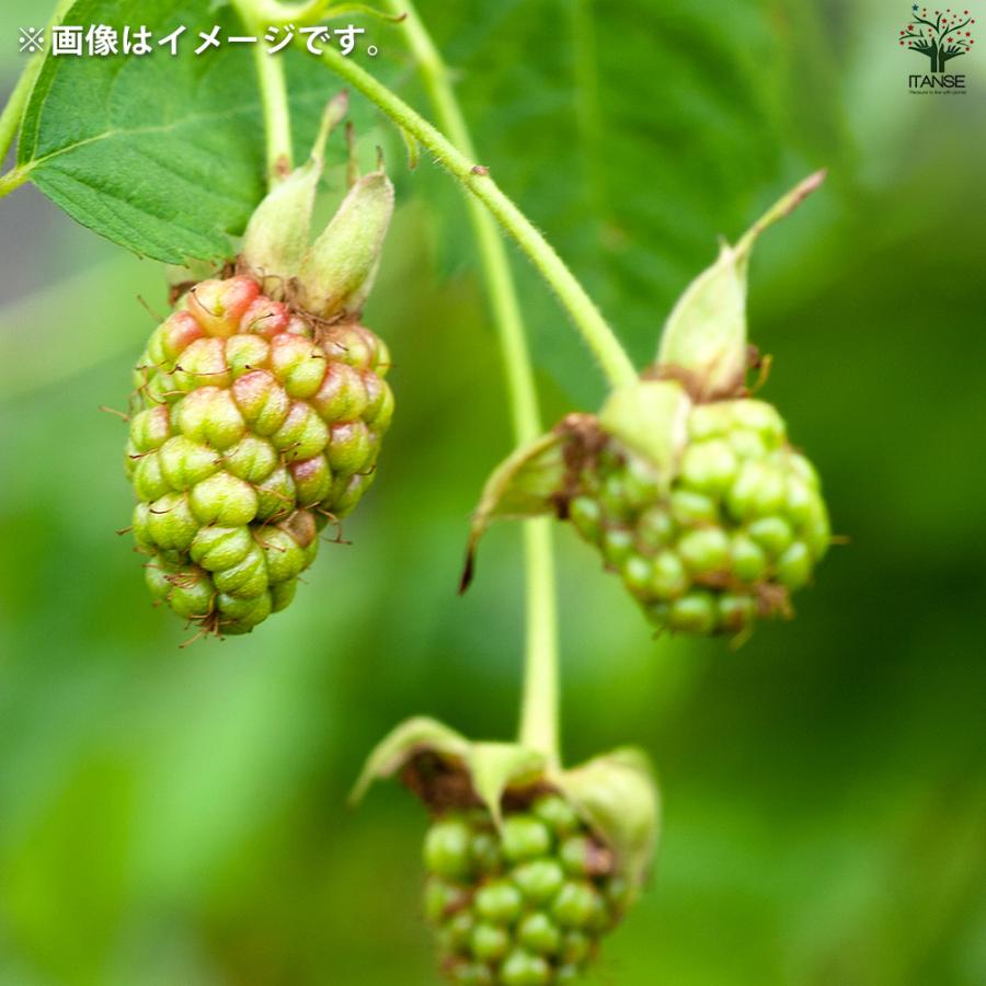 ITANSE ブラックベリーの苗木 ブラックサテン 果樹の苗 12cmポット 1年生 挿し木苗/1個売り 果樹の苗木 果樹苗 イタンセ公式 : 野菜苗・植物・青果物販売のITANSE - 通販 ...