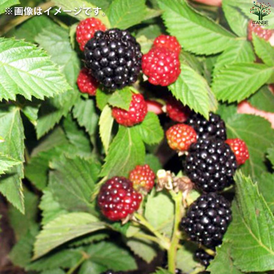 ITANSE ブラックベリーの苗木 ジャンボ 果樹の苗 12cmポット 1年生 挿し木苗/1個売り 果樹の苗木 果樹苗 イタンセ公式 : 野菜苗・植物・青果物販売のITANSE - 通販 ...