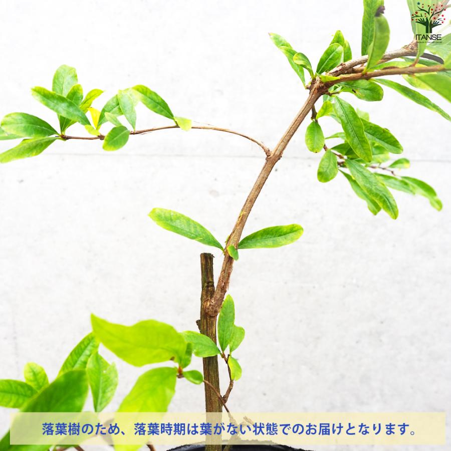 ITANSE ザクロの苗木 品種：カリフォルニア 果樹の苗 12cmポット(大実ザクロ) 2年生 挿し木苗/1個売り ザクロ苗 イタンセ公式 : 野菜苗・植物・青果物販売のITANSE ...