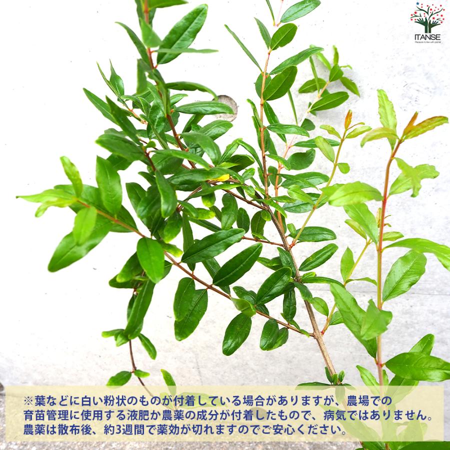 ITANSE ザクロの苗木 品種：五彩榴(ゴサイザクロ) 果樹の苗 12cmポット 2年生 挿し木苗/1個売り ザクロ苗 イタンセ公式 : 野菜苗・植物・青果物販売のITANSE - 通販 ...