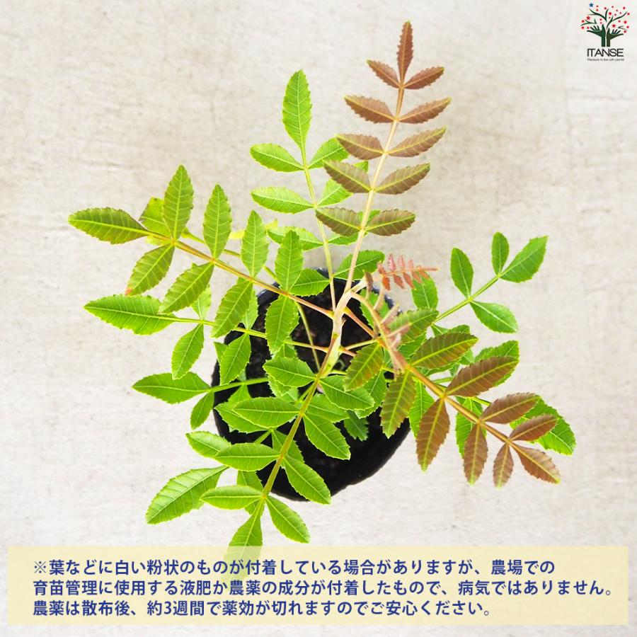ITANSE ブラジリアンペッパーツリー (ピンクペッパーツリー) 果樹の苗 12cmポット 2年生 挿し木苗/1個売り イタンセ公式 : 野菜苗・植物・青果物販売のITANSE - 通販 ...