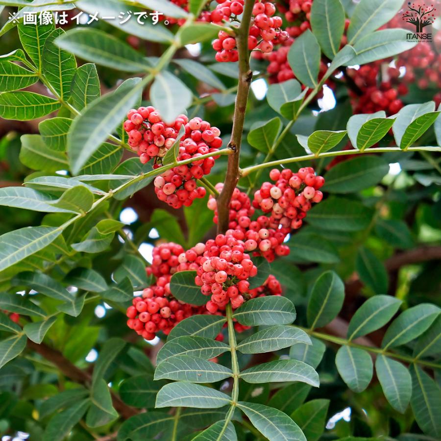 ITANSE ブラジリアンペッパーツリー (ピンクペッパーツリー) 果樹の苗 12cmポット 2年生 挿し木苗/1個売り イタンセ公式 : 野菜苗・植物・青果物販売のITANSE - 通販 ...
