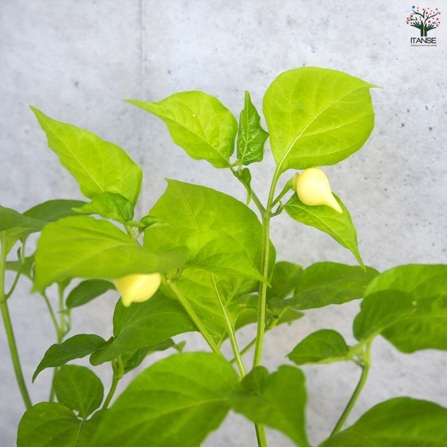 ITANSE とうがらし ビキーニョ 野菜の苗 10.5cmポット/お買い得6個セット 野菜苗 ガーデニング イタンセ公式 : 野菜苗・植物・青果物販売のITANSE - 通販 - Yahoo ...