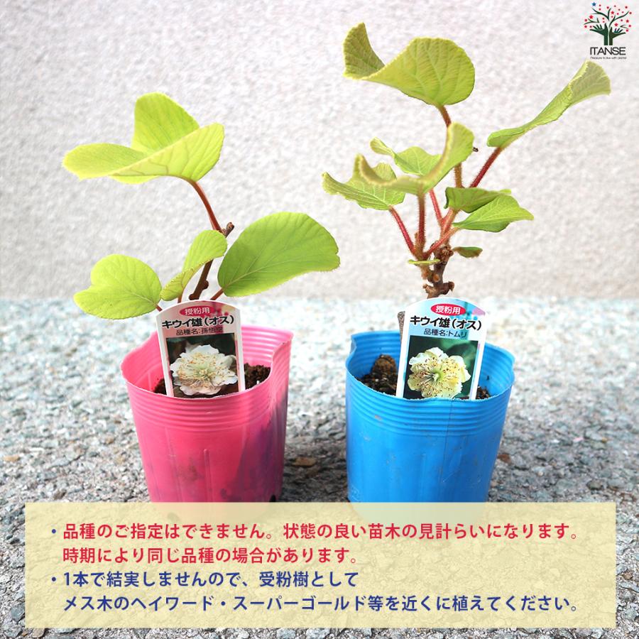 ITANSE キウイ オス 見計らい 果樹の苗 10.5cmポット/お買い得4個セット雄木 家庭菜園 栽培 ガーデニング イタンセ公式 : 野菜苗・植物・青果物販売のITANSE - 通販 ...