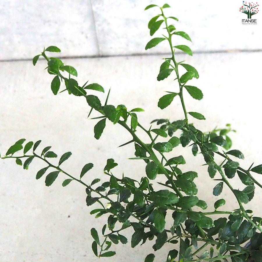 ITANSE フィンガーライム バイロンサンライズ 果樹の苗木 4.5号ポット/1個売りガーデニング イタンセ公式 : nae01951 : 野菜苗・植物・青果物販売のITANSE - 通販 ...