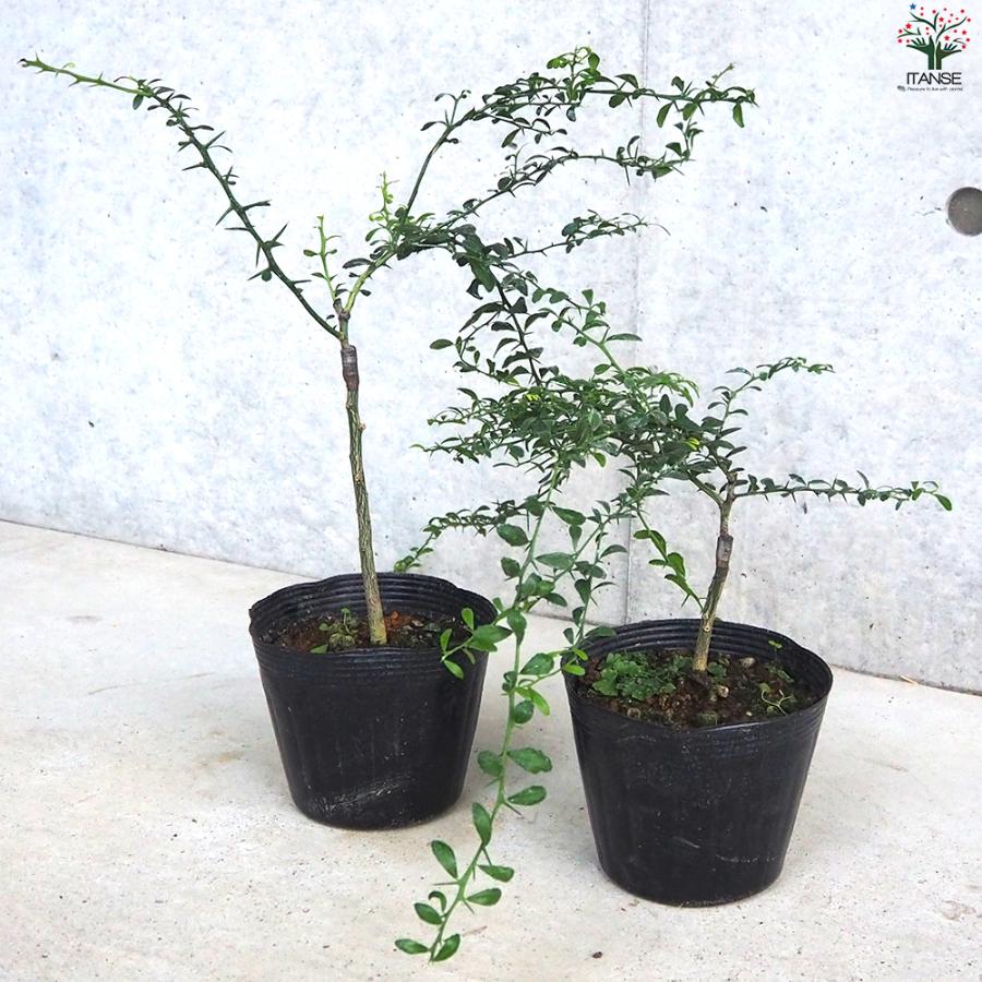 ITANSE フィンガーライム バイロンサンライズ 果樹の苗木 4.5号ポット/1個売りガーデニング イタンセ公式 : 野菜苗・植物・青果物販売のITANSE - 通販 - Yahoo!ショッピング