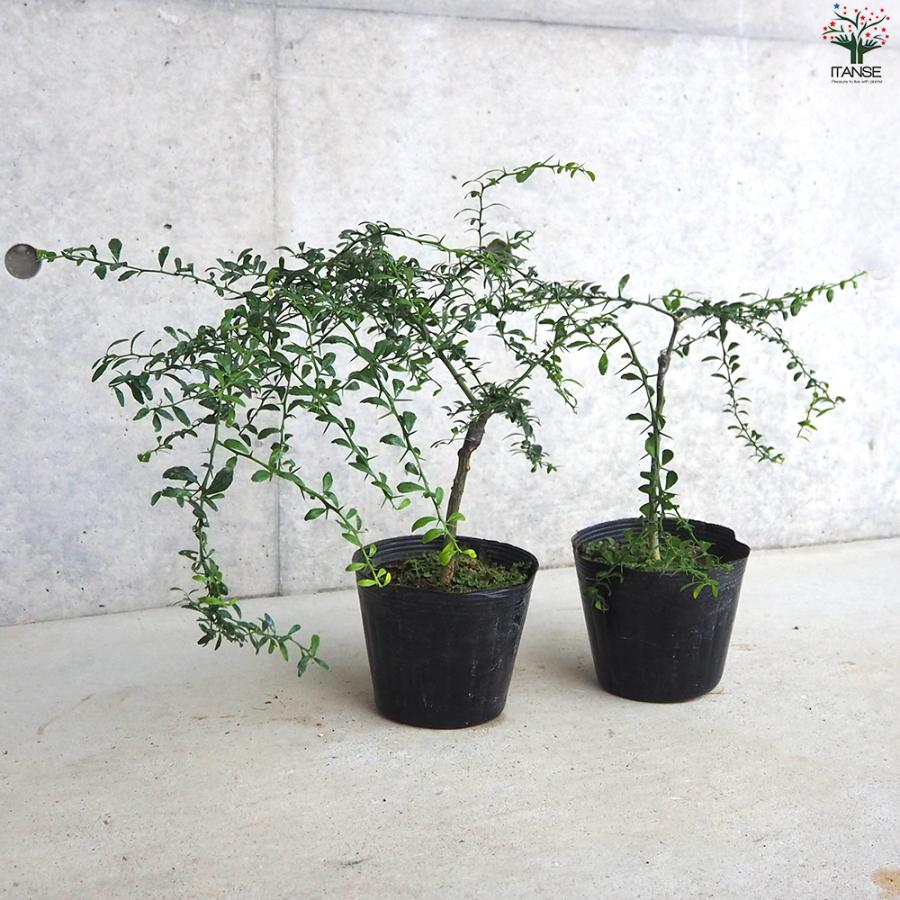 ITANSE フィンガーライム エマ 果樹の苗木 4.5号ポット/1個売りガーデニング イタンセ公式 : nae01958 : 野菜苗・植物・青果物販売のITANSE - 通販 - Yahoo ...