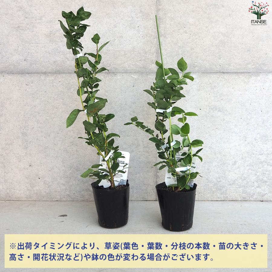 ITANSE ブルーベリー サザンハイブッシュ系 シャープブルー 果樹の苗木 5号ポット/1個売りガーデニング イタンセ公式 : nae01964 : 野菜苗・植物・青果物販売のITANSE ...