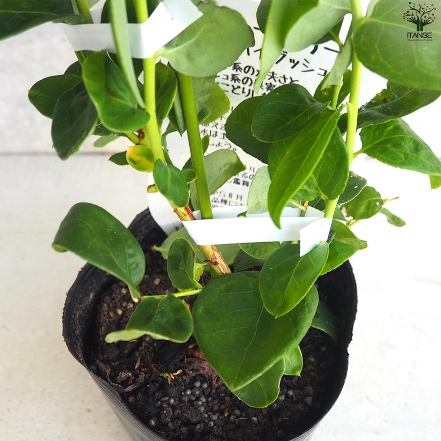 ITANSE ブルーベリー サザンハイブッシュ系 シャープブルー 果樹の苗木 5号ポット/1個売りガーデニング イタンセ公式 :nae01964:野菜苗・植物・青果物販売のITANSE ...