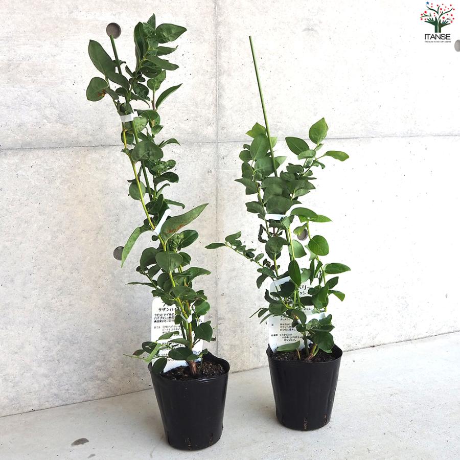 ITANSE ブルーベリー サザンハイブッシュ系 シャープブルー 果樹の苗木 5号ポット/1個売りガーデニング イタンセ公式 : nae01964 : 野菜苗・植物・青果物販売のITANSE ...