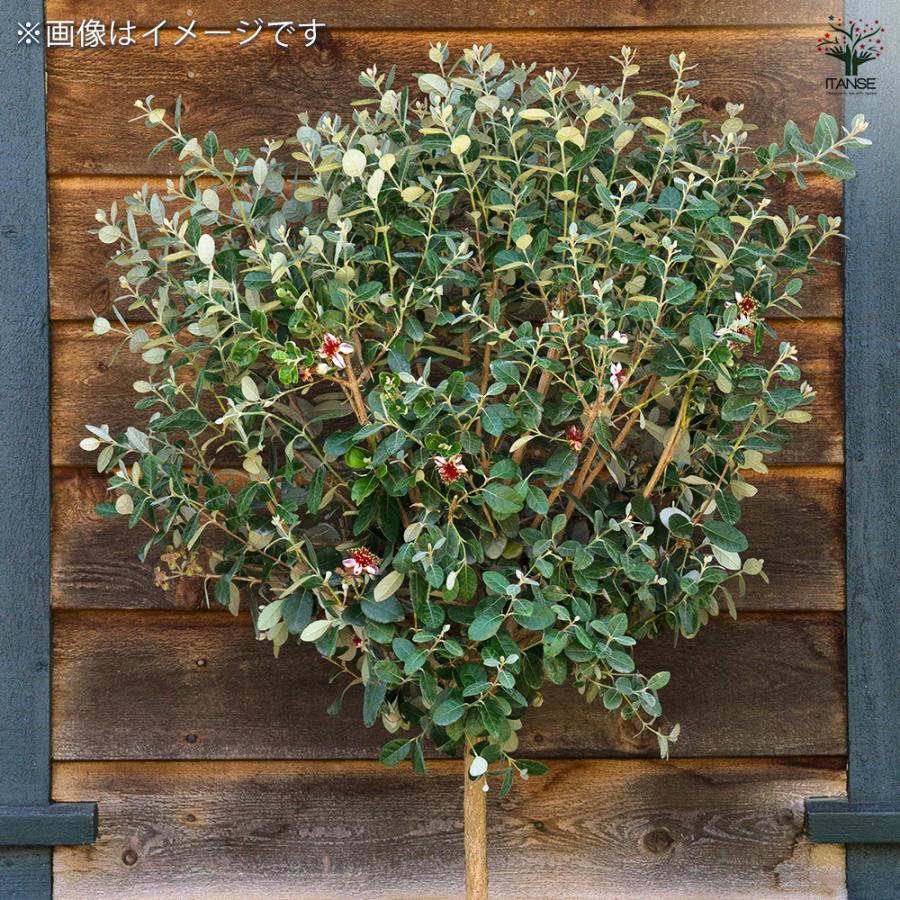 ITANSE フェイジョア トライアンフ 果樹の苗 10.5cm 1年生 挿し木苗/1個売り 果樹苗 果樹の苗木 果樹の木 フルーツ 熱帯 : 野菜苗・植物・青果物販売のITANSE - 通販 ...