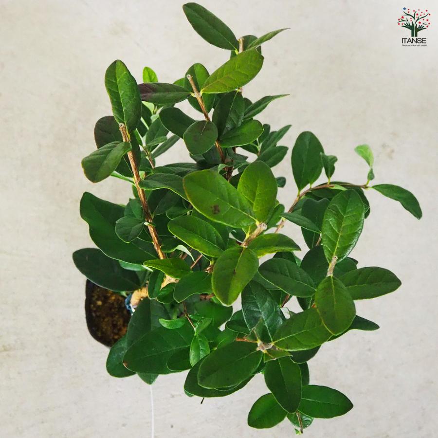 ITANSE フェイジョア アポロ 果樹の苗木 15cm 3年生 挿し木苗/1個売り 果樹苗 果樹の木 フルーツ 熱帯 : 野菜苗・植物・青果物販売のITANSE - 通販 - Yahoo ...