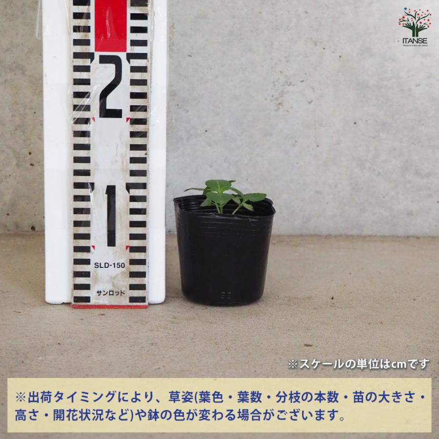 ITANSE 韓国しそ(えごま) 野菜の苗 3号ポット/お買い得2個セット あびらえ ケンニプ 荏胡麻 ジュウネン 香草 韓国料理 : 野菜苗・植物・青果物販売のITANSE - 通販 ...