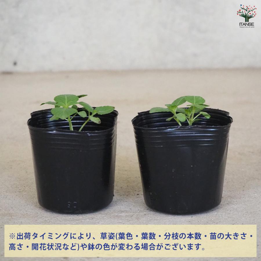 ITANSE 韓国しそ(えごま) 野菜の苗 3号ポット/お買い得2個セット あびらえ ケンニプ 荏胡麻 ジュウネン 香草 韓国料理 : 野菜苗・植物・青果物販売のITANSE - 通販 ...