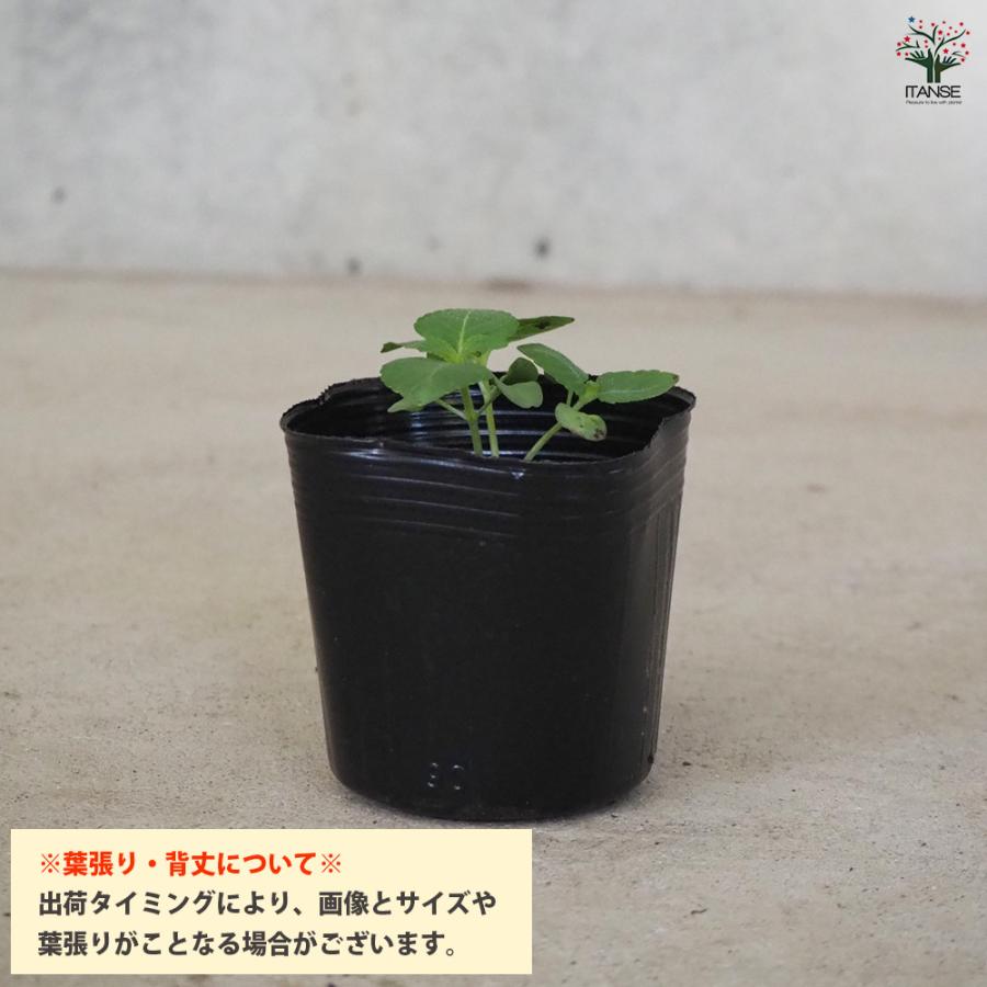 ITANSE 韓国しそ(えごま) 野菜の苗 3号ポット/お買い得2個セット あびらえ ケンニプ 荏胡麻 ジュウネン 香草 韓国料理 : 野菜苗・植物・青果物販売のITANSE - 通販 ...