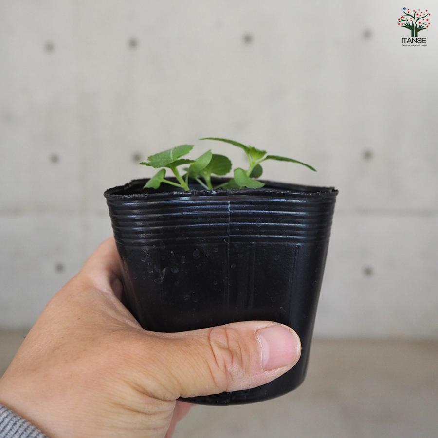 ITANSE 韓国しそ(えごま) 野菜の苗 3号ポット/お買い得2個セット あびらえ ケンニプ 荏胡麻 ジュウネン 香草 韓国料理 : 野菜苗・植物・青果物販売のITANSE - 通販 ...