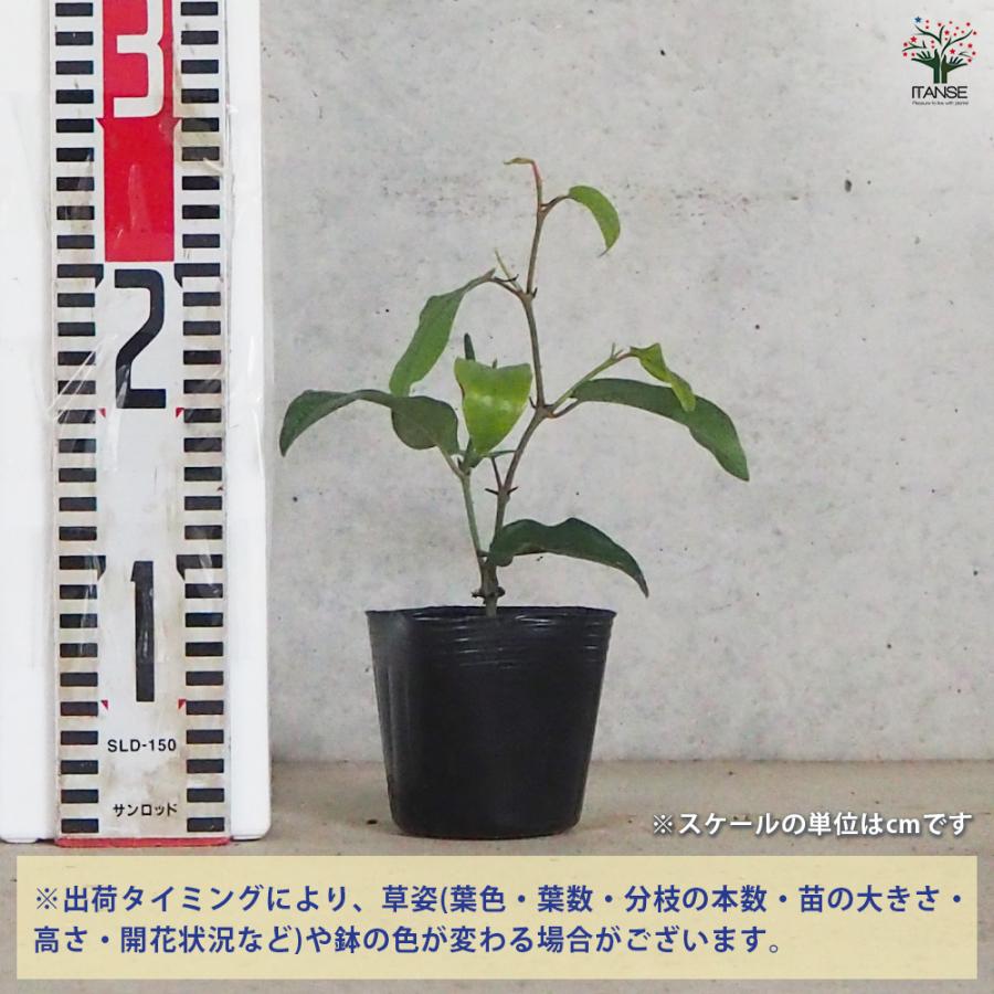 ITANSE 島胡椒(ヒハツモドキ) 果樹の苗 9cmポット/お買い得2個セット ヒハツ ピーヤシ ピパーツ イタンセ公式 : 野菜苗・植物・青果物販売のITANSE - 通販 - Yahoo ...