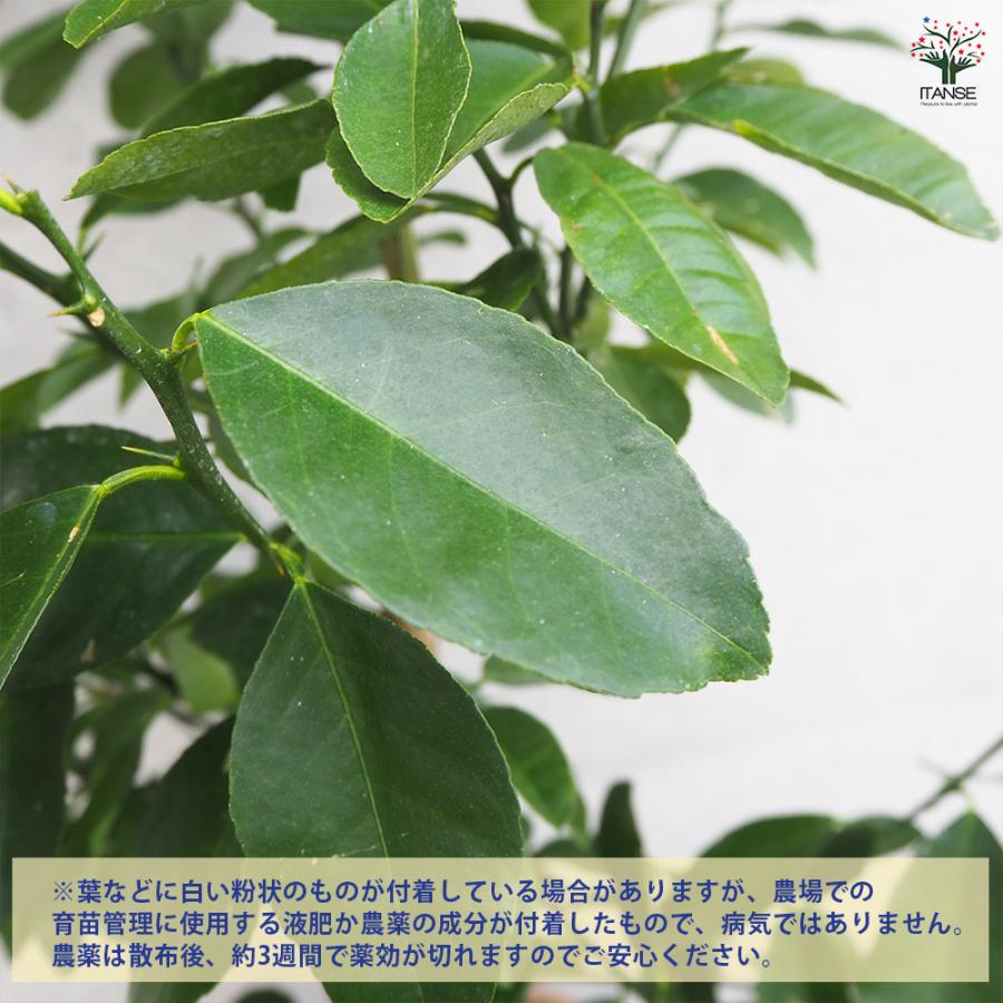 ITANSE スイートレモネード (ハンドリーポット) 果樹の苗木 8号鉢/1個売り 柑橘類 檸檬 レモネード 甘い : 野菜苗・植物・青果物販売のITANSE - 通販 - Yahoo!ショッピング