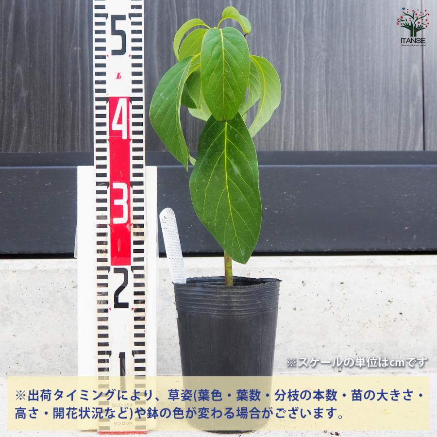 ITANSE アボカド ズダノ 果樹の苗木 4.5号ロングポット 接木苗/1個売り アボガド 果樹苗 ワニナシ 鰐梨 森のバター 果物 : nae02208 : 野菜苗・植物・青果物販売の ...