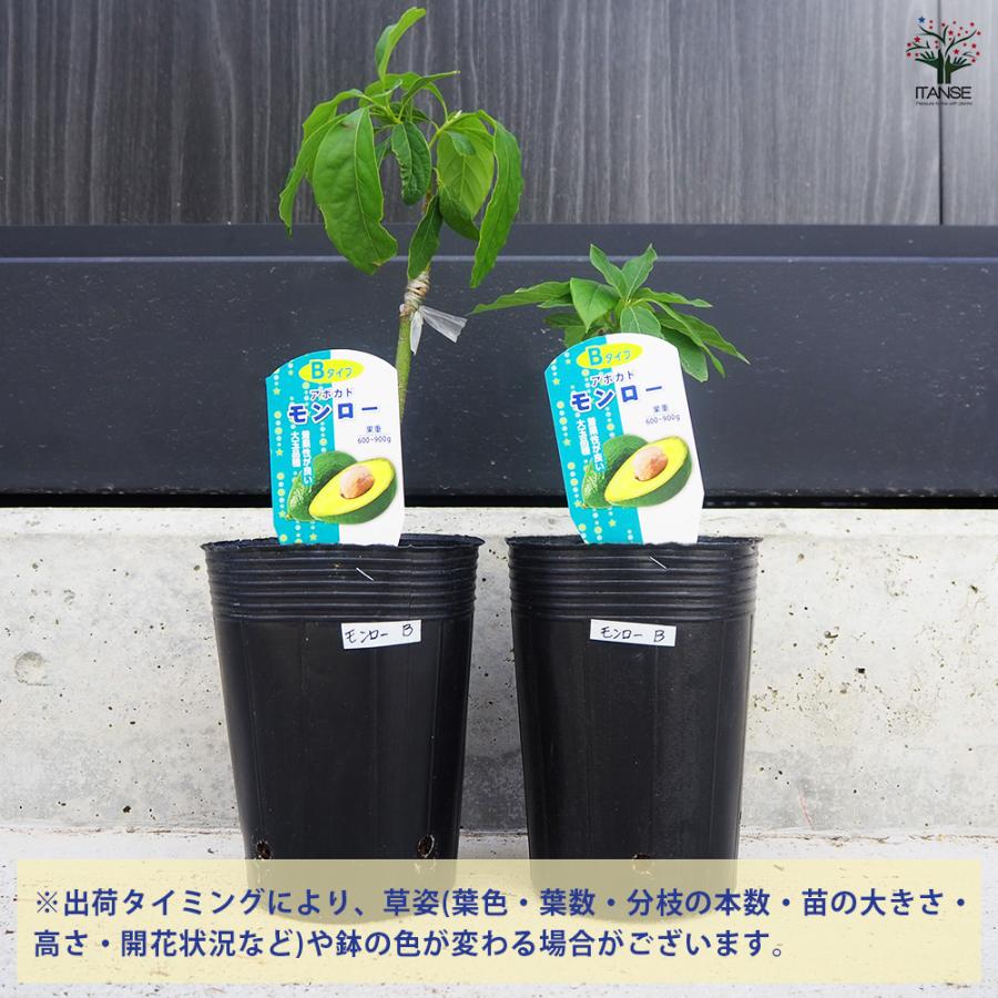 ITANSE アボカド モンロー 果樹の苗木 4.5号ロングポット 接木苗/1個売り アボガド 果樹苗 ワニナシ 鰐梨 森のバター 果物 : 野菜苗・植物・青果物販売のITANSE - 通販 ...