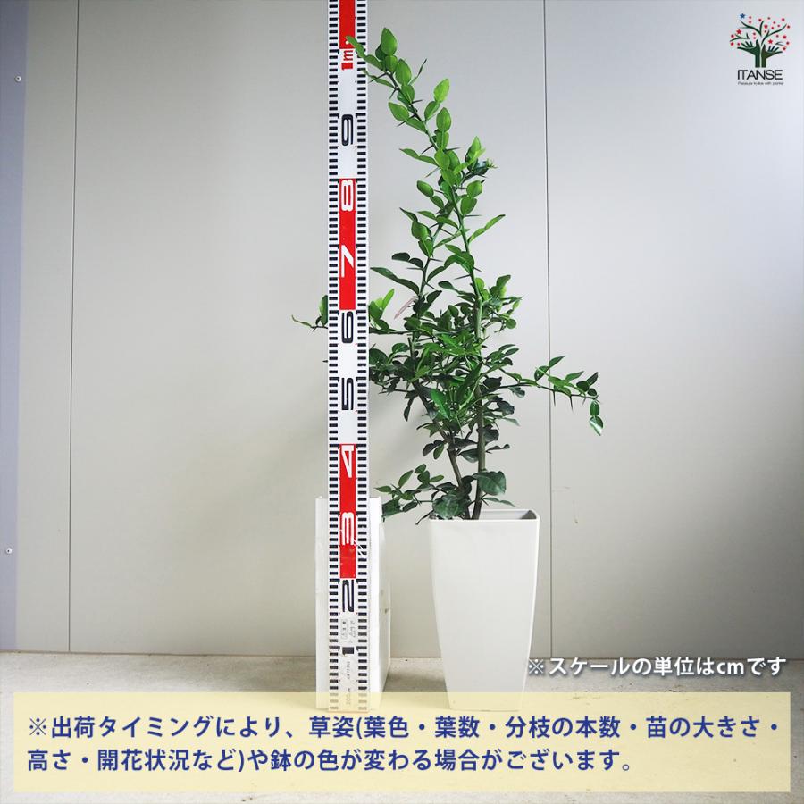 ITANSE みかんの苗木 果樹の苗木 7号角鉢/1個売り ミカン苗 シンボルツリー 記念樹 路地植え : nae02234 : 野菜苗・植物・青果物販売のITANSE - 通販 ...