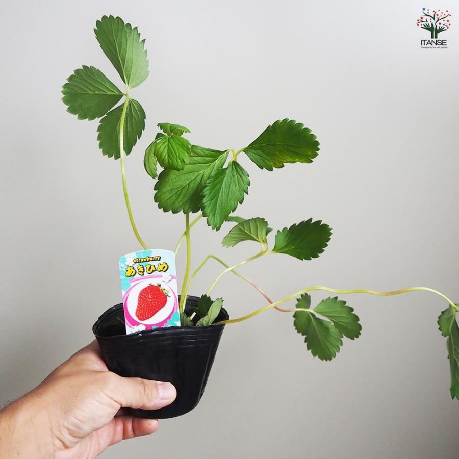 いちごの苗 章姫 野菜の苗 3号/お買い得4個セット イチゴ苗 イチゴの苗 苺苗 苺の苗 甘い 美味しい 糖度 ストロベリー苗 : 野菜苗・植物・青果物販売のITANSE - 通販 ...