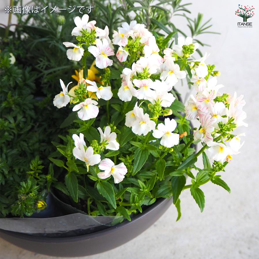 ITANSE ギャザリン ボウル ダークグレー 資材 Sサイズ 季節の花苗＆カラーリーフ寄せ植え風 投げ込みBセット/1個売り プランター : plab0031 : 野菜苗・植物・青果物販売の ...