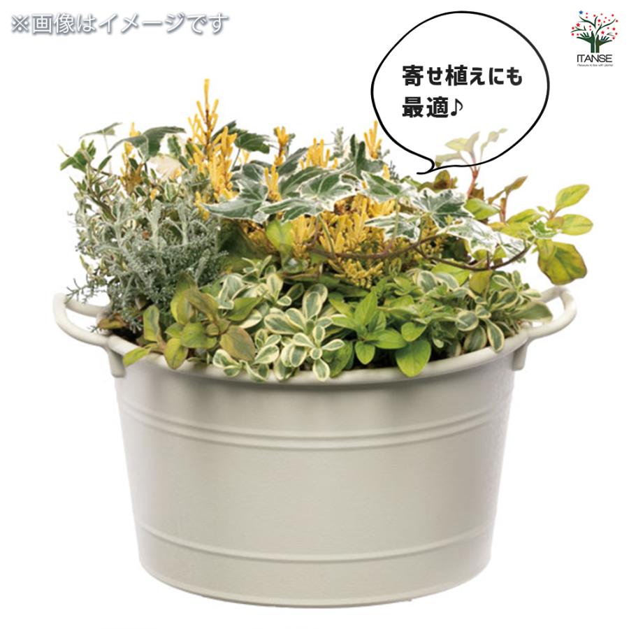 ITANSE コージーバスケット アイボリー 資材 20型/1個売り 植木鉢 コンパクト 受皿 プランター : 野菜苗・植物・青果物販売のITANSE - 通販 - Yahoo!ショッピング