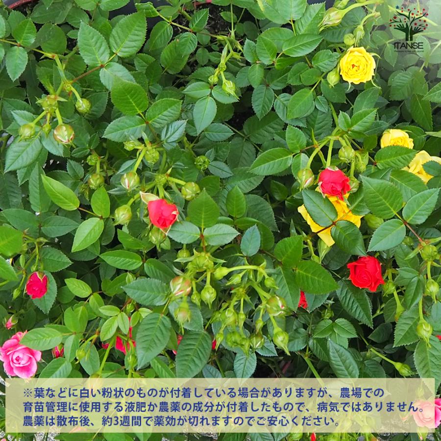 ITANSE ミニ薔薇 色MIX見計い 花苗 3号〜4号 お買い得2個セット 花の苗 フラワーガーデン 寄せ植え 送料無料 イタンセ公式 : 野菜苗・植物・青果物販売のITANSE - 通販 ...