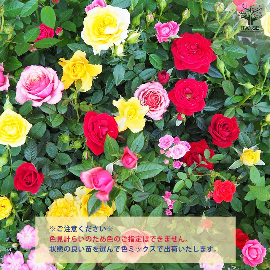 ITANSE ミニ薔薇 色MIX見計い 花苗 3号〜4号 お買い得12個セット 花の苗 フラワーガーデン 寄せ植え 送料無料 イタンセ公式 : 野菜苗・植物・青果物販売のITANSE - 通販 ...