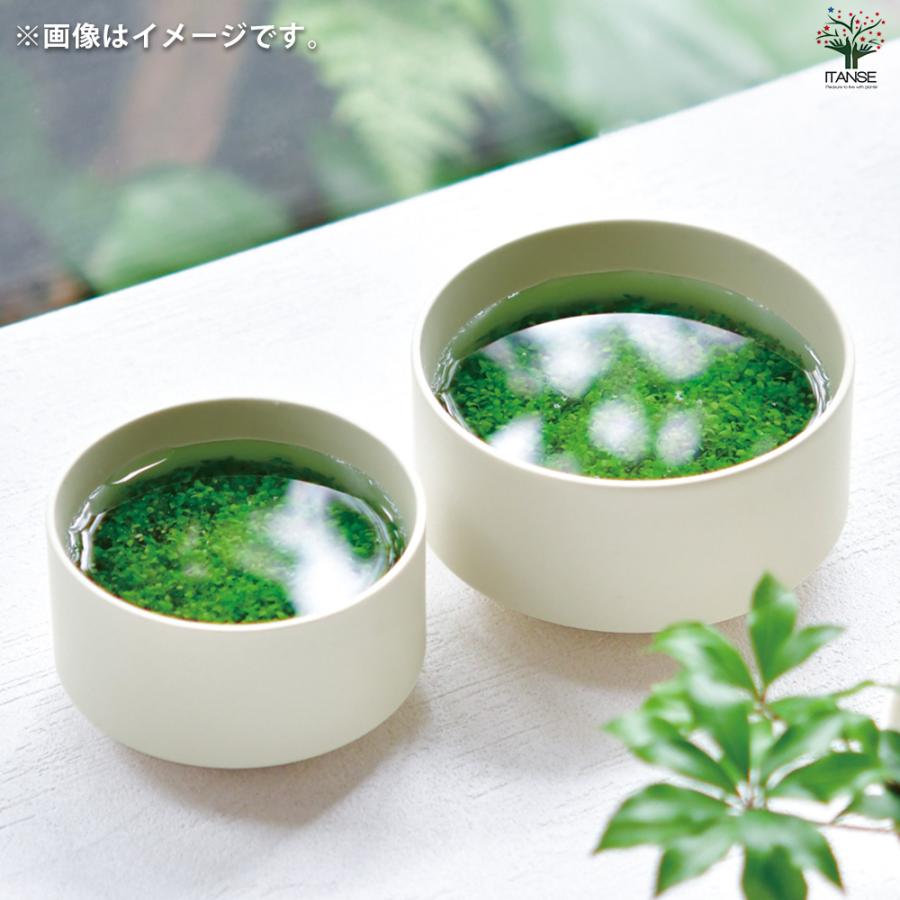 ITANSE 栽培セット 水草碗 Sサイズ/1個売り 簡単キット 栽培キット お手軽ガーデニング : 野菜苗・植物・青果物販売のITANSE - 通販 - Yahoo!ショッピング