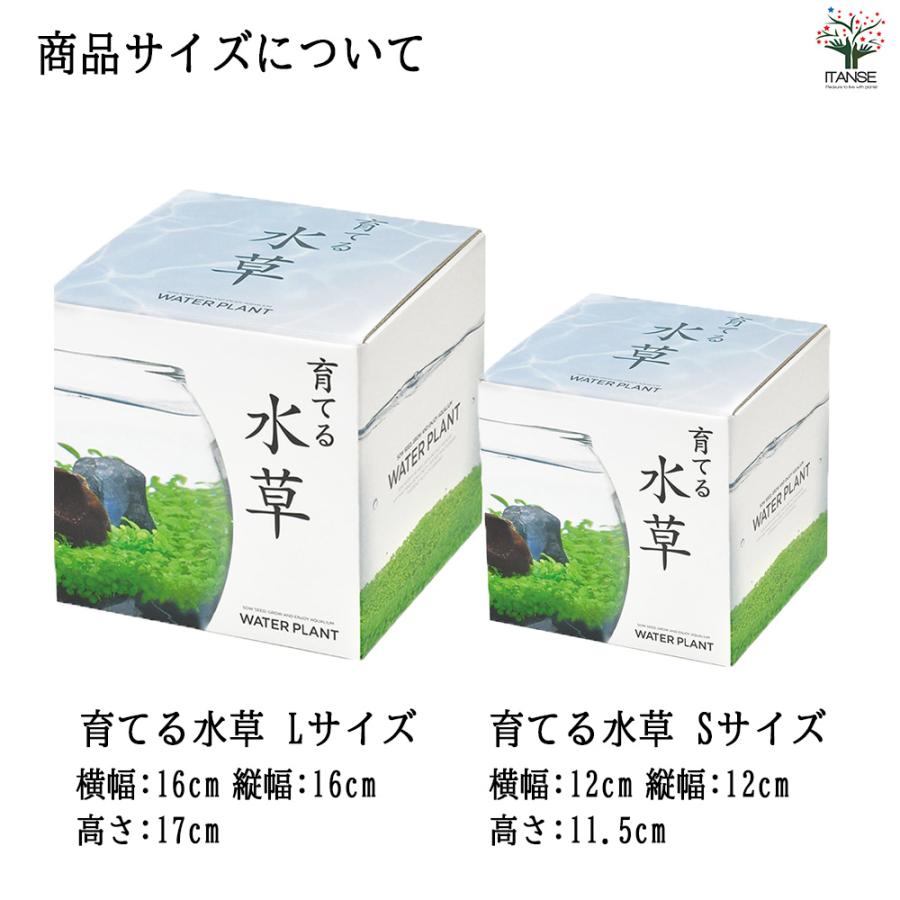 ITANSE 栽培セット 育てる水草 Sサイズ/1個売り 簡単キット 栽培キット お手軽ガーデニング : 野菜苗・植物・青果物販売のITANSE - 通販 - Yahoo!ショッピング