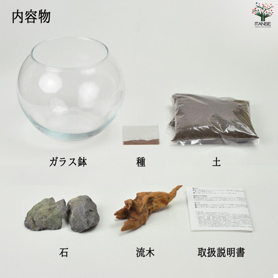 ITANSE 栽培セット 育てる水草 Sサイズ/1個売り 簡単キット 栽培キット お手軽ガーデニング : 野菜苗・植物・青果物販売のITANSE - 通販 - Yahoo!ショッピング
