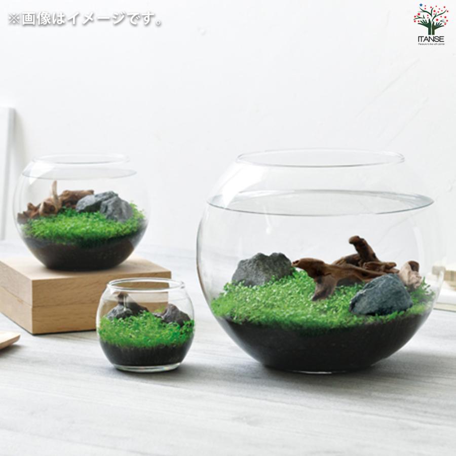 ITANSE 栽培セット 育てる水草 Sサイズ/1個売り 簡単キット 栽培キット お手軽ガーデニング : 野菜苗・植物・青果物販売のITANSE - 通販 - Yahoo!ショッピング