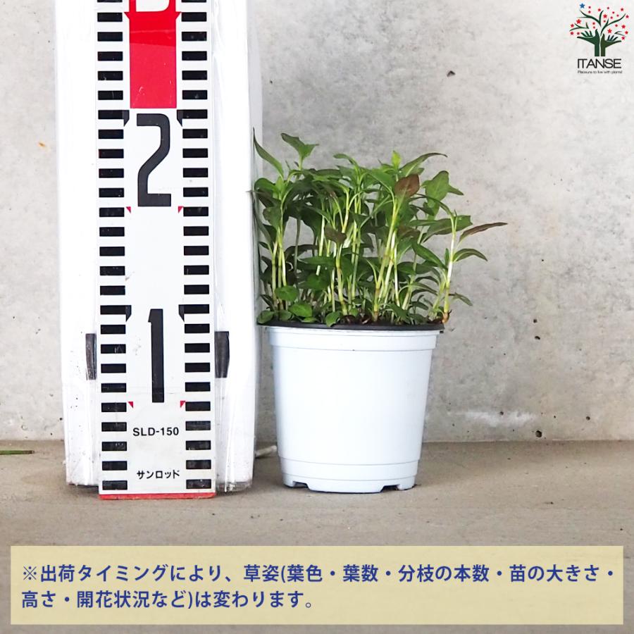 ITANSE ハーブ苗 ベトナムコリアンダー(ラウ・ラム) ハーブの苗 10.5cmポット お買い得4個セット 料理 ガーデニング 家庭菜園 送料無料 イタンセ公式 : 野菜苗・植物・青果物 ...