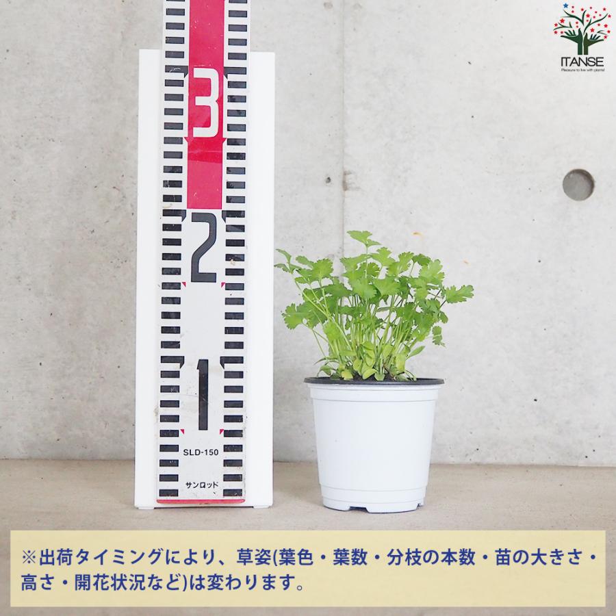 ITANSE ハーブ苗 パクチー ハーブの苗 10.5cm/お買い得2個セット ラベンダーの苗 herb ハーブ イタンセ公式 : 野菜苗・植物・青果物販売のITANSE - 通販 ...