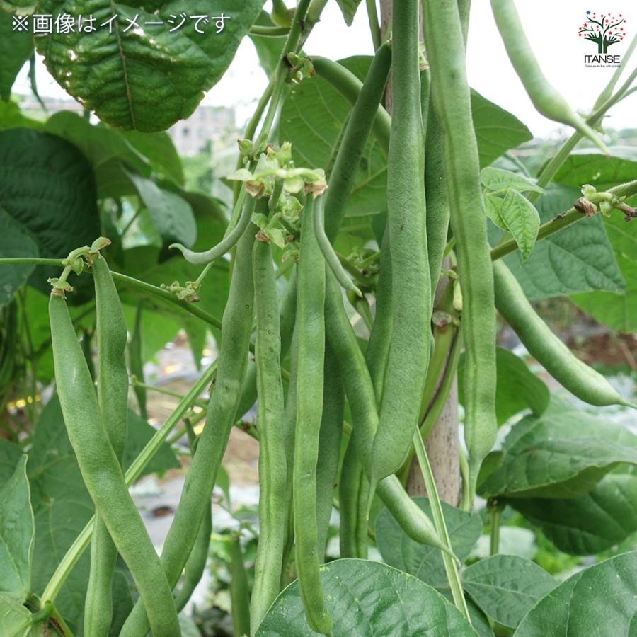 種子 つるなしインゲン れんたろう 約50粒/1袋売り 種 seed タネ 植物の種 栽培 ガーデニング ガーデン 園芸 家庭菜園 保管 保存 ...