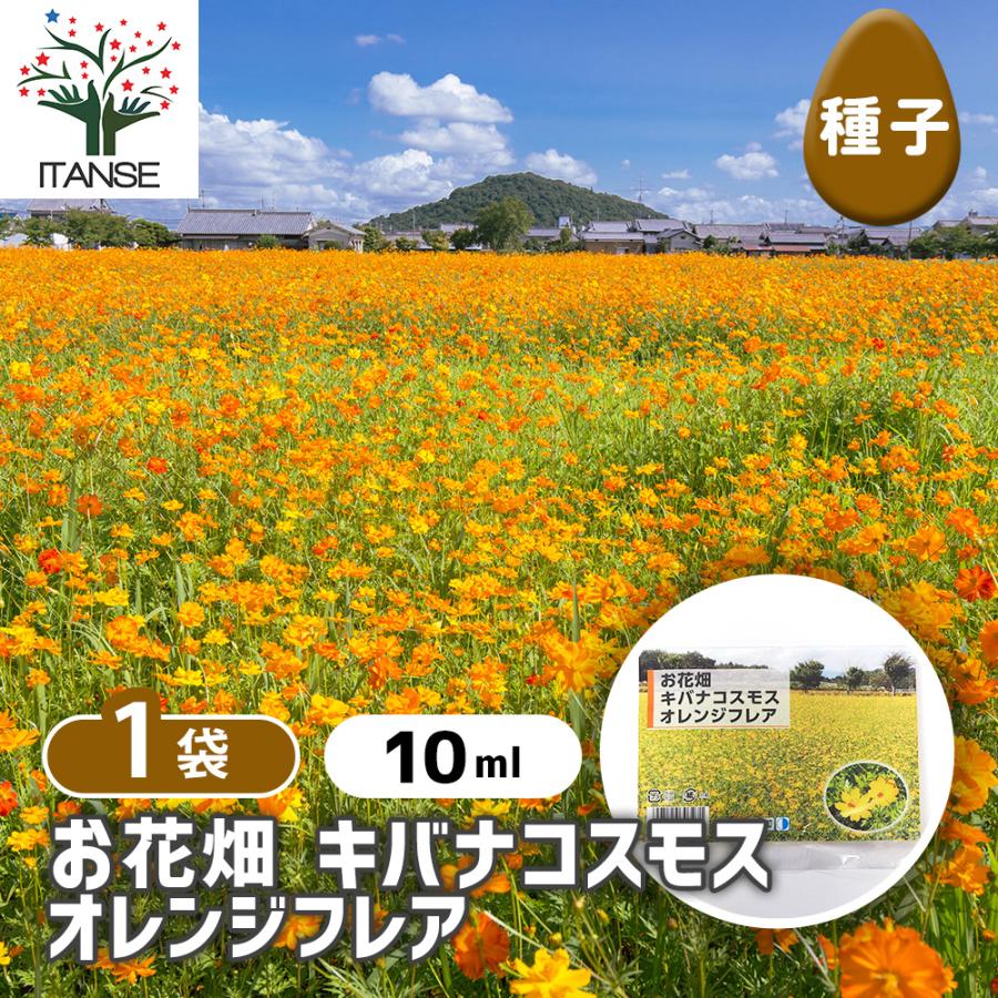 種子 お花畑 キバナコスモス オレンジフレア 約10ml/1袋売り 種 seed タネ 植物の種 栽培 ガーデニング ガーデン 園芸 家庭菜園 : 野菜苗・植物・青果物販売のITANSE ...