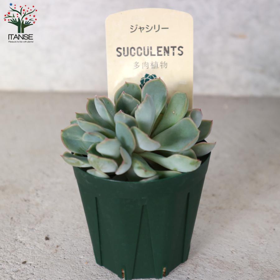 ITANSE ジャシリー 多肉植物 2.5号鉢 1個売り インテリア オブジェ 新生活 プレゼント 贈答 送料無料 イタンセ公式 : 野菜苗・植物・青果物販売のITANSE - 通販 ...