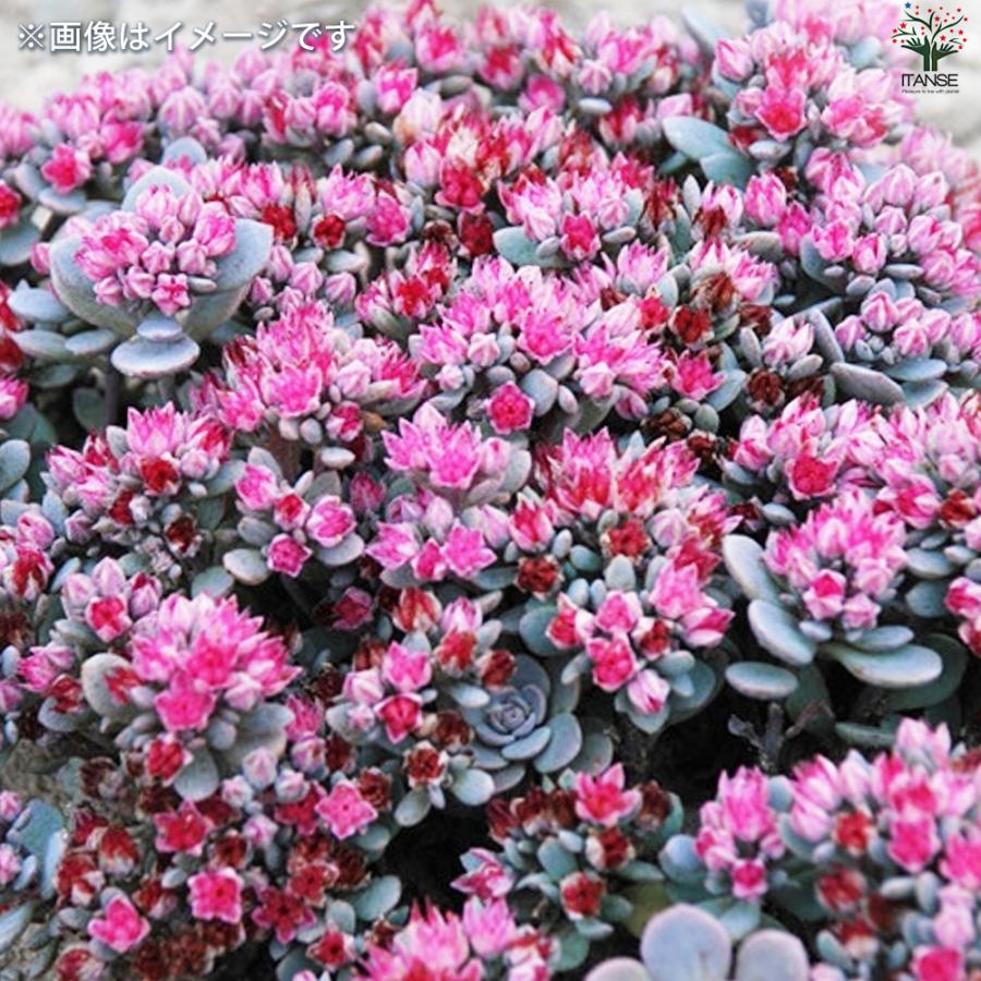 ITANSE セダム ブルーエルフ 多肉植物 2.5号ポット/1個売り グランドカバー 観葉植物 インテリア イタンセ公式 : 野菜苗・植物・青果物販売のITANSE - 通販 - Yahoo ...