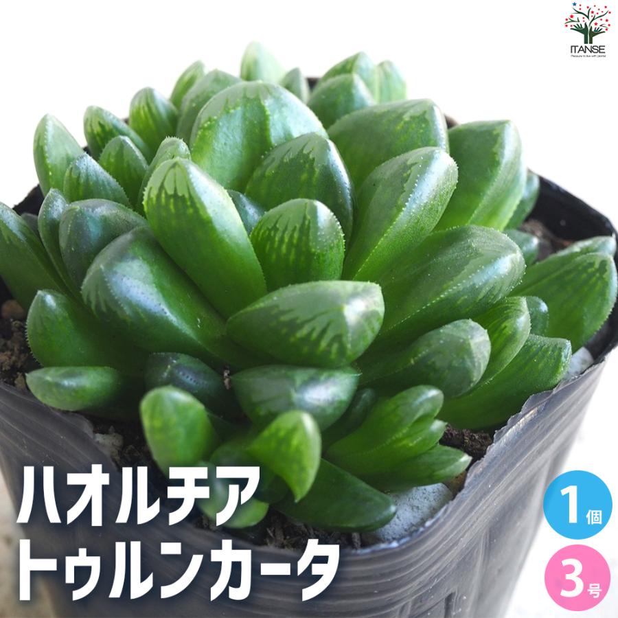 ITANSE ハオルチア トゥルンカータ 多肉植物 3号ポット/1個売りインテリアグリーン イタンセ公式 : tan00502 : 野菜苗・植物・青果物販売のITANSE - 通販 ...