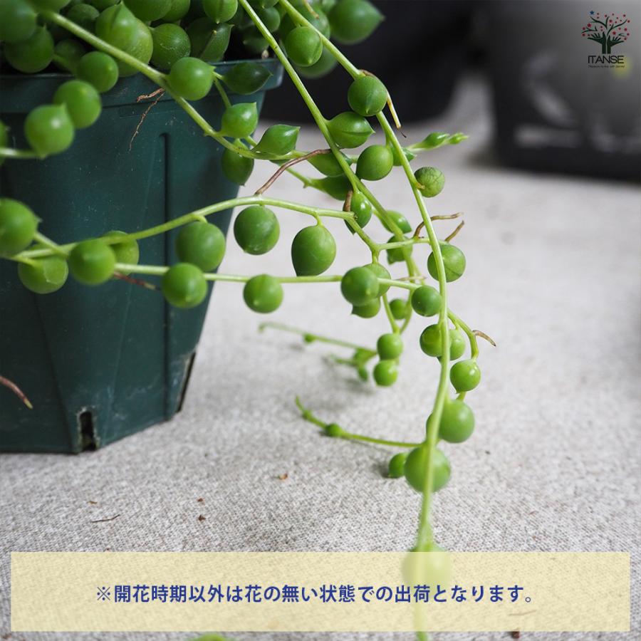 ITANSE 多肉植物 グリーンネックレス 3号ポット/1個売り 寄せ植え ガーデニング リビング オフィス 事務所 インテリア? : 野菜苗・植物・青果物販売のITANSE - 通販 ...