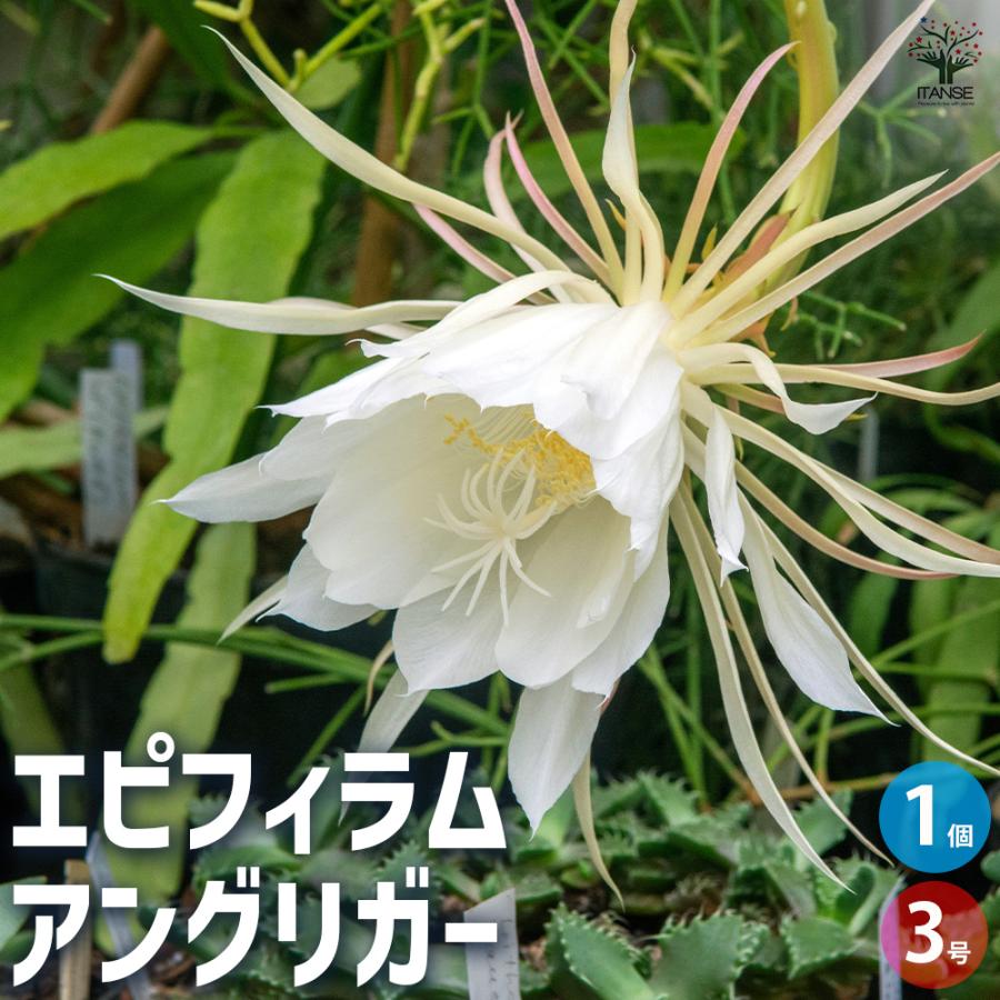 ITANSE エピフィラム アングリガー 多肉植物 3号ポット/1個売り 多肉 月下美人 サボテン 観葉植物 インテリア : 野菜苗・植物・青果物販売のITANSE - 通販 - Yahoo ...