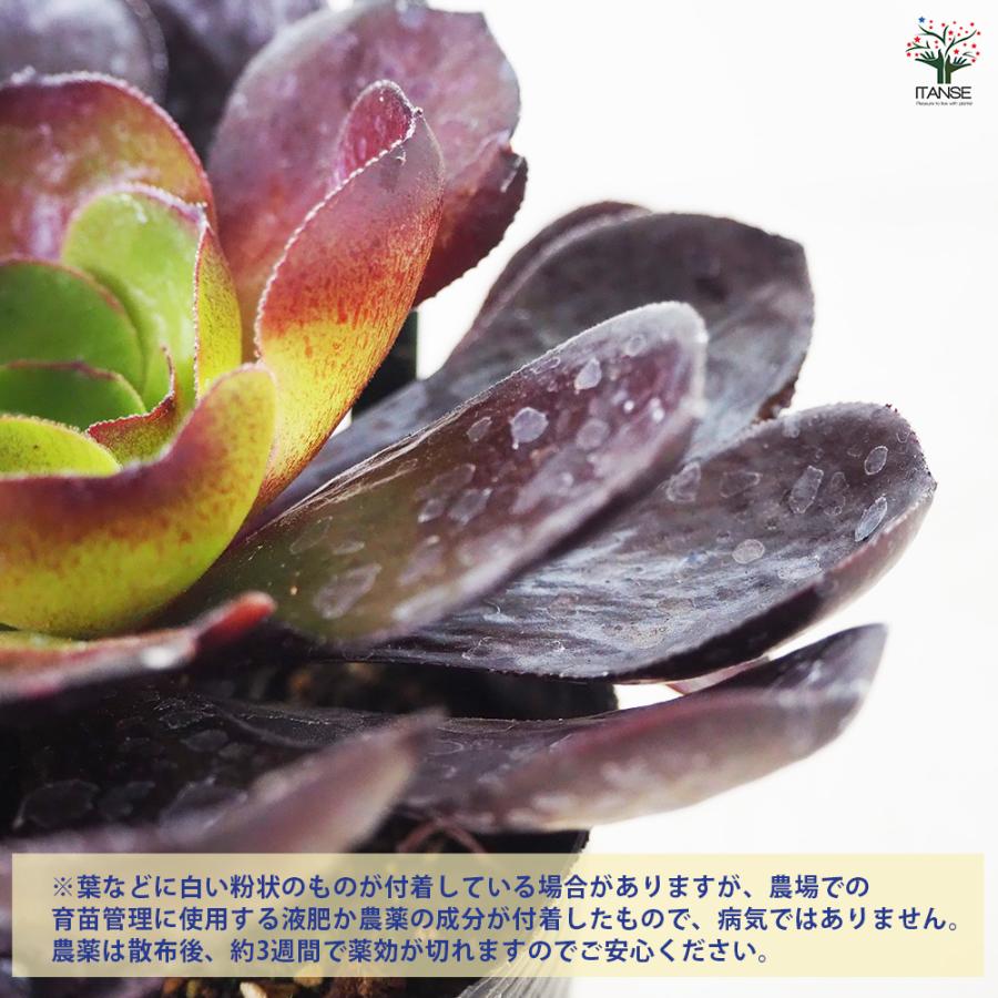 ITANSE センポニウム デスティニー 多肉植物 3号ポット/1個売り 希少 珍しい 多肉 交配種 観賞用 コンパクト ガーデニング : 野菜苗・植物・青果物販売のITANSE - 通販 ...