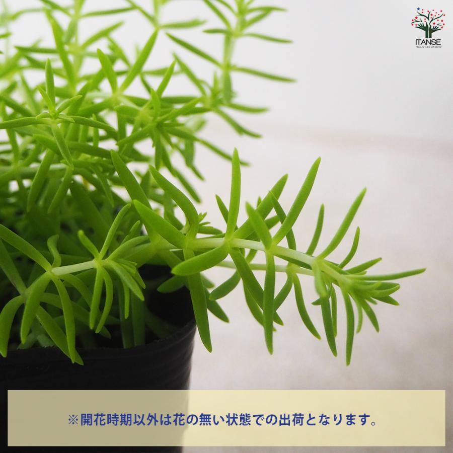ITANSE セダム メキシコマンネングサ 多肉植物 3号ポット/お買い得2個セット グランドカバー 観葉植物 リビング オフィス インテリア : 野菜苗・植物・青果物販売のITANSE ...