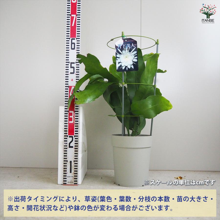 ITANSE 月下美人 多肉植物 6号鉢/1個売り 多肉 サボテン 観葉植物 インテリア : 野菜苗・植物・青果物販売のITANSE - 通販 - Yahoo!ショッピング