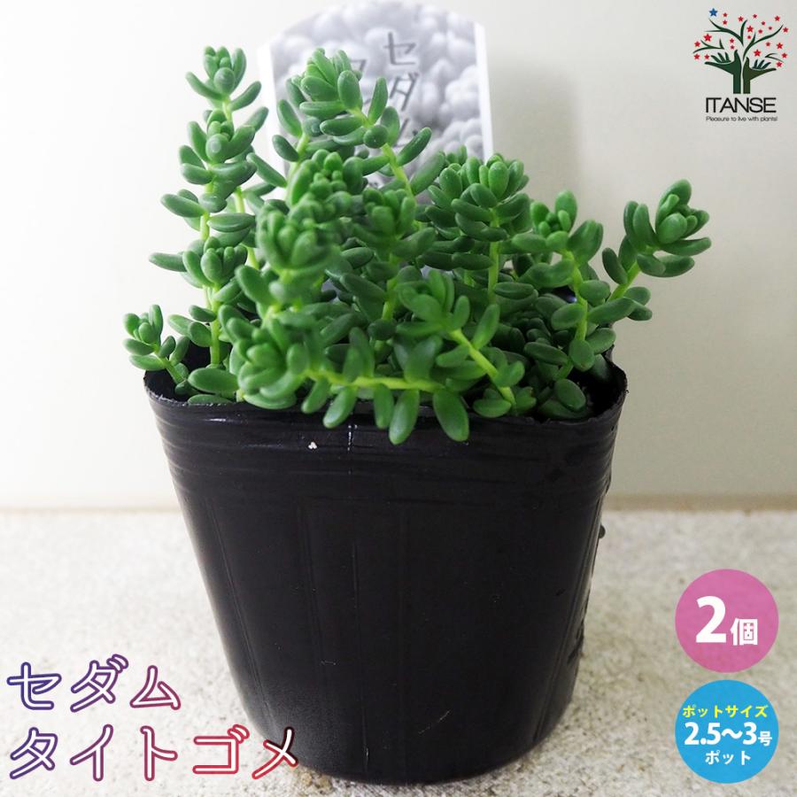 ITANSE セダム タイトゴメ 多肉植物 2.5〜3号鉢/お買い得2個セット グランドカバー 観葉植物 リビング オフィス インテリア : 野菜苗・植物・青果物販売のITANSE - 通販 ...